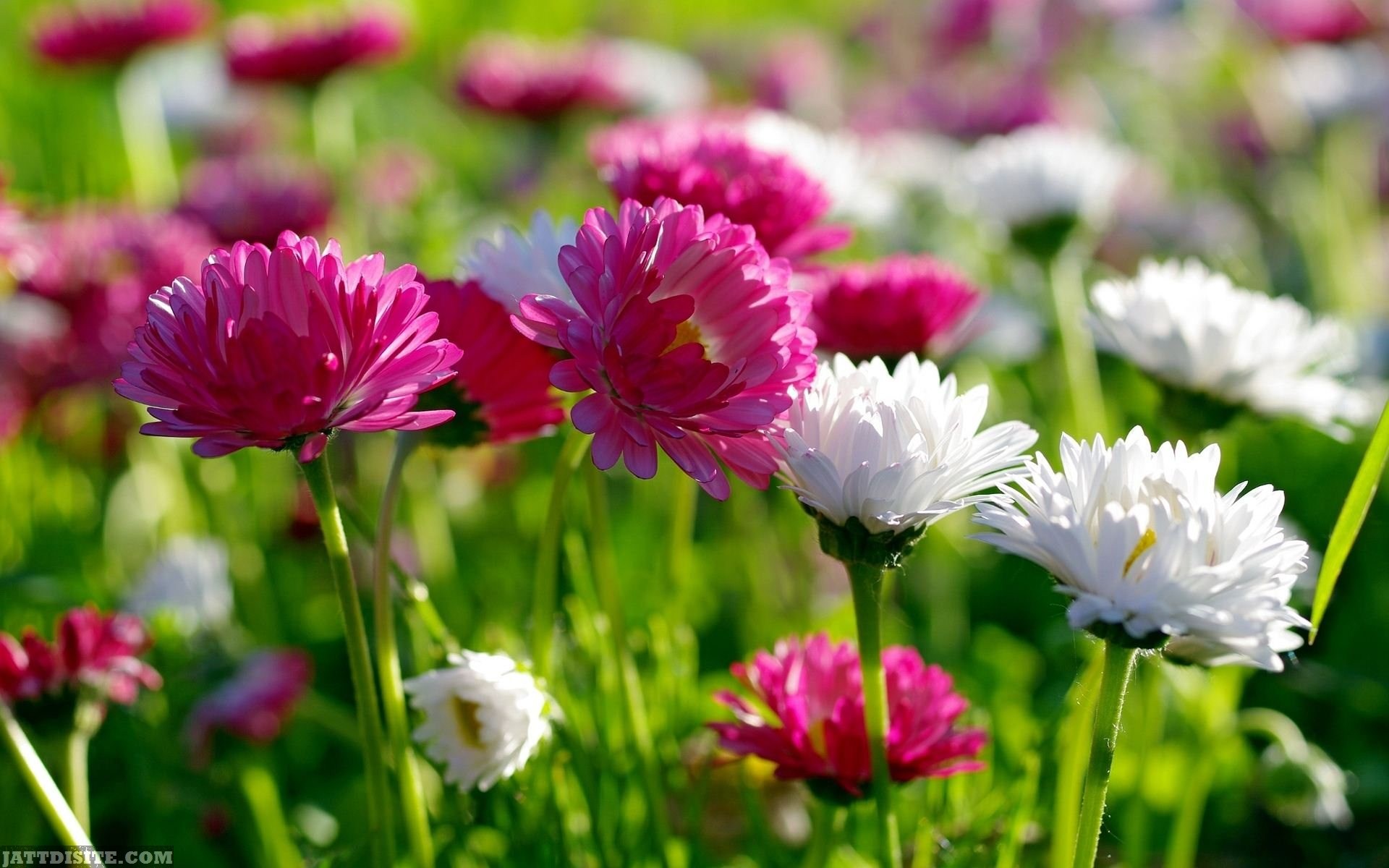 Whatsapp Profile Flowers Dp Download